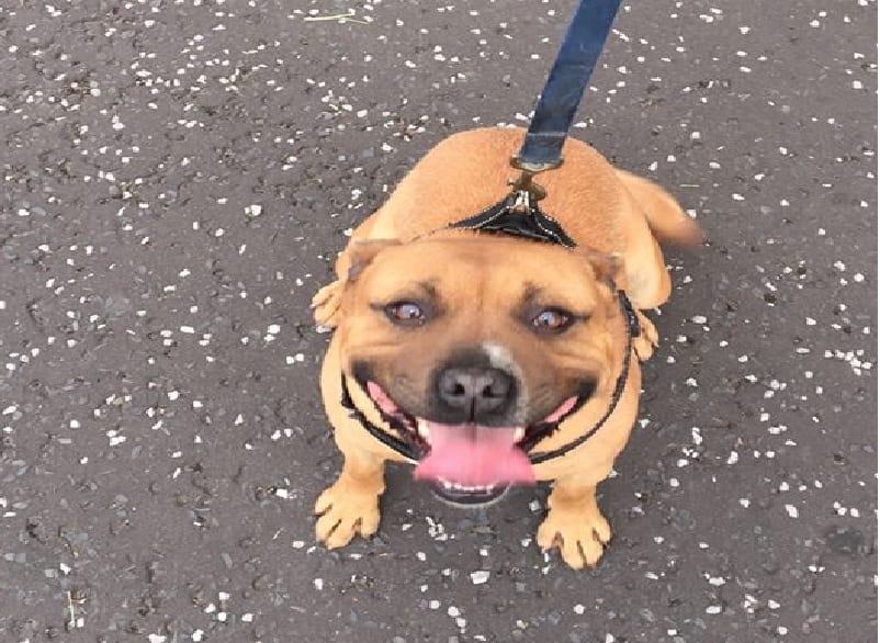Tyson the dog left for dead after being knocked down in Tandragee ...