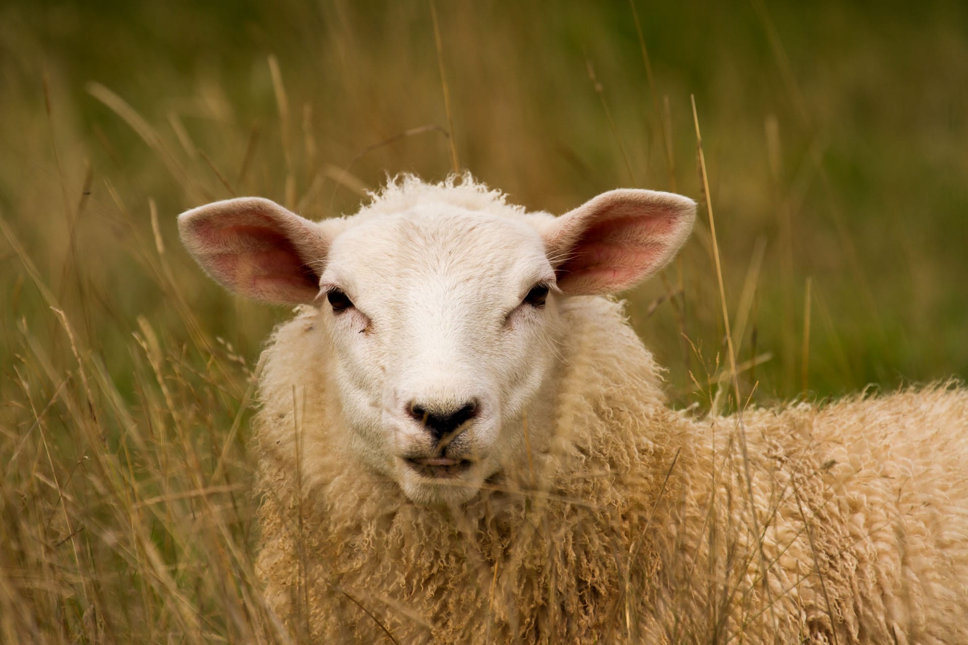 Sick sheep attacker strikes again as more animals mutilated and killed ...