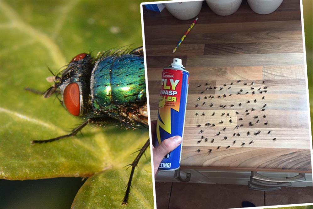 Picture shows extent of fly plague in Hamiltonabawn as dad fears family ...