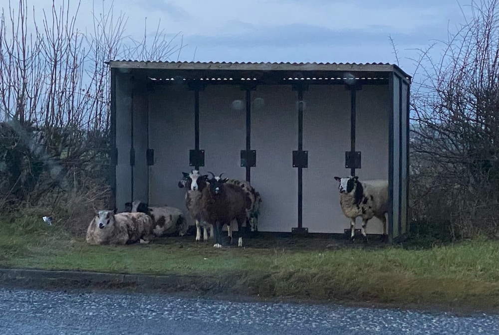 Ewe must be joking! Passersby bemused as sheep commandeer Tassagh bus ...