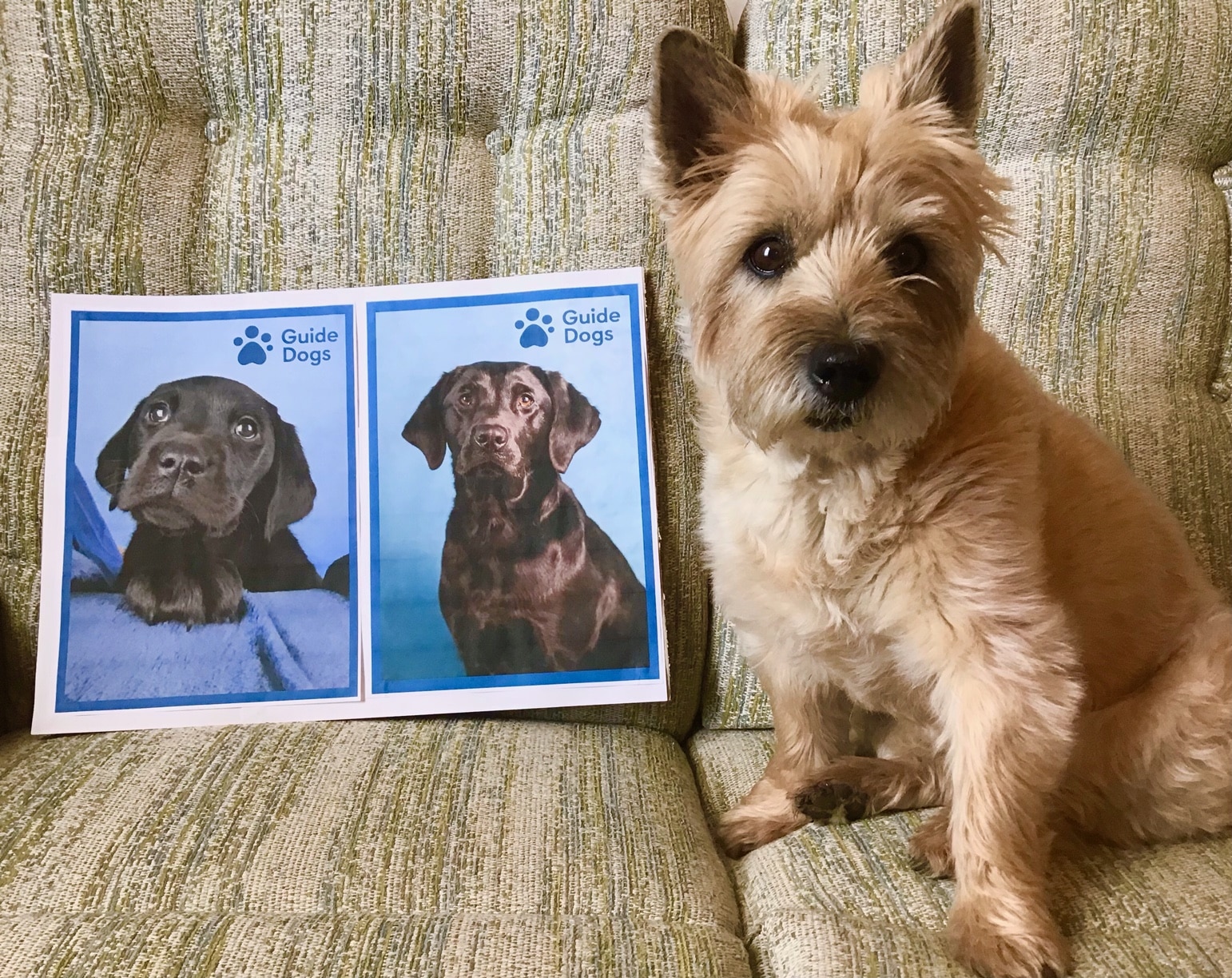 Willie’s delight as charity names Guide Dog in honour of canine ...